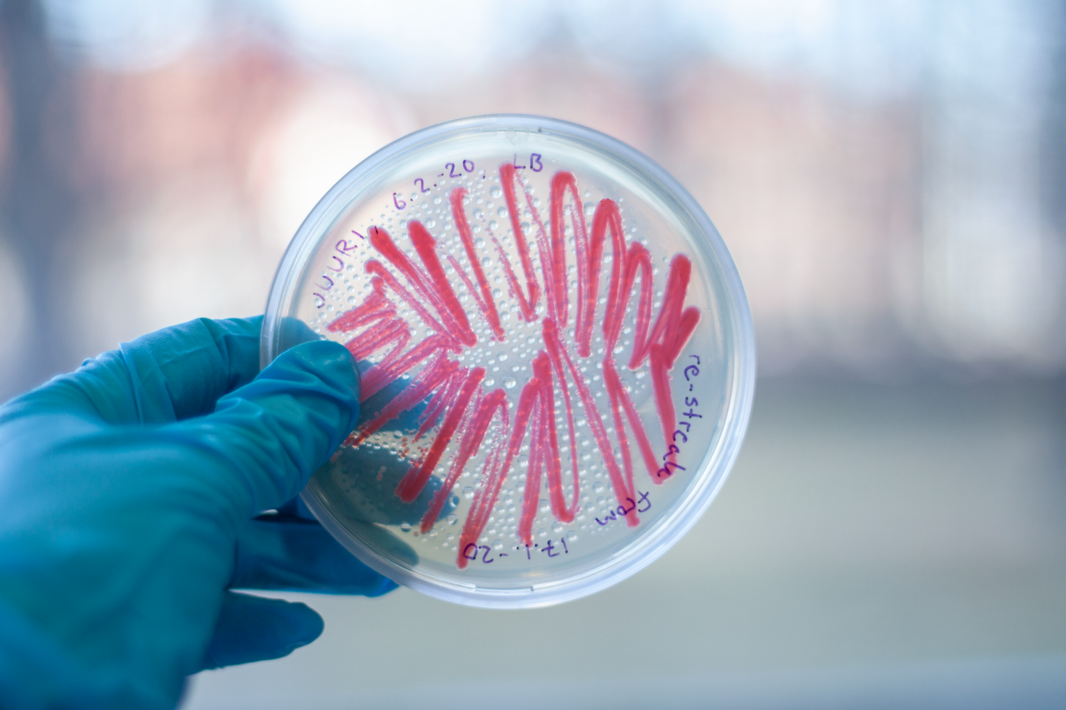 bacterial pigments – Eveliina Juuri | Designer